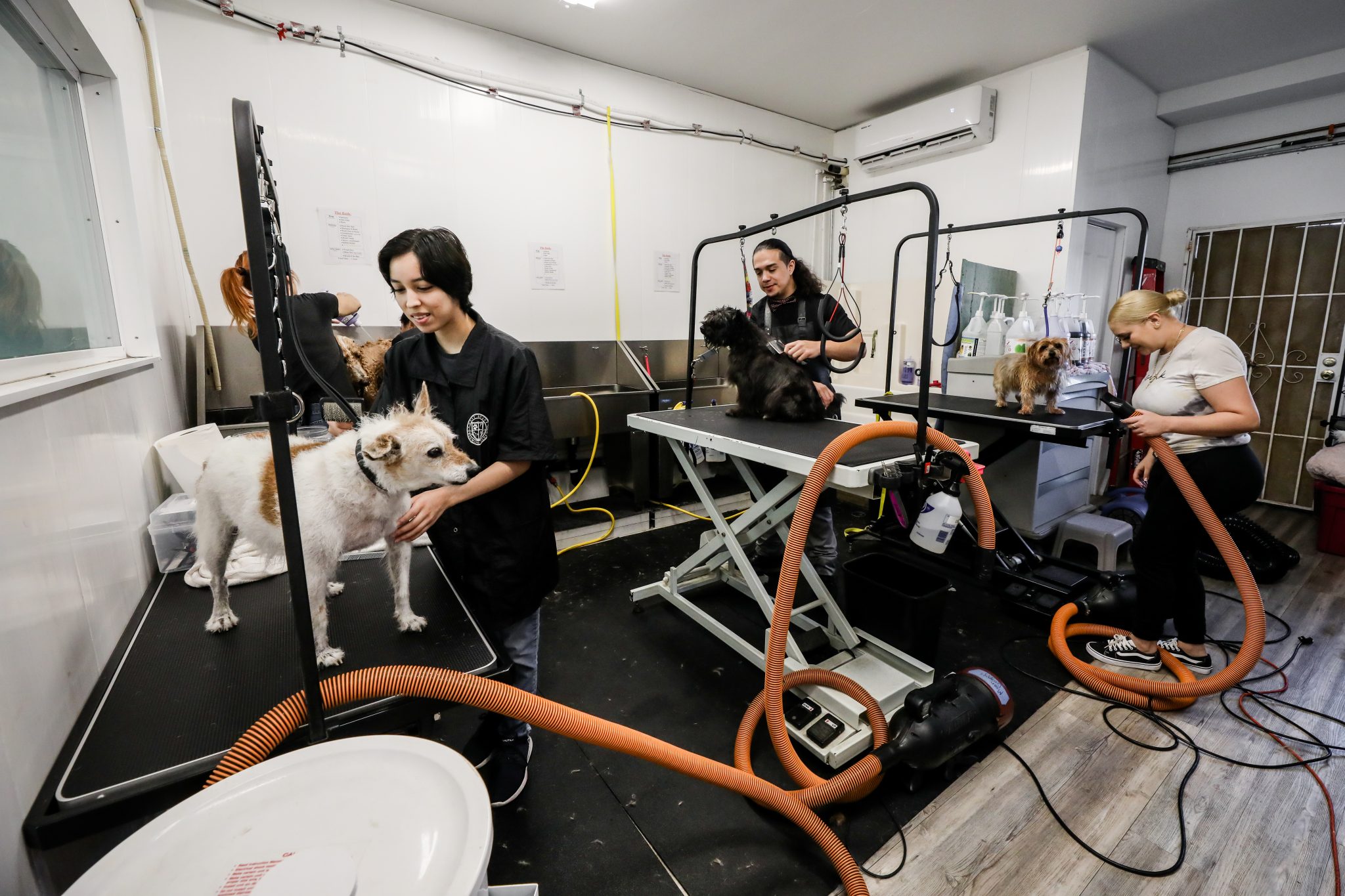 Dog Grooming Classes - West Coast Grooming Academy